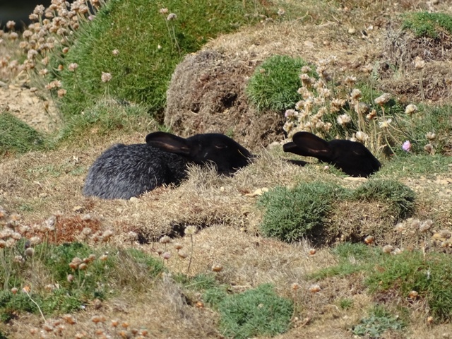 Should Snare Traps be Banned ? – The Orkney News