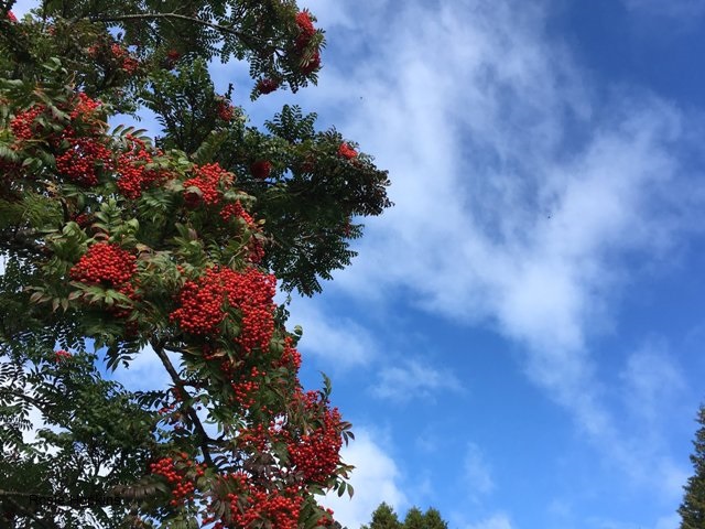 Plant Focus: Rowan – The Orkney News