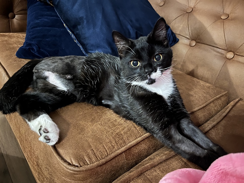 SSPCA Animal Foster Service – The Orkney News