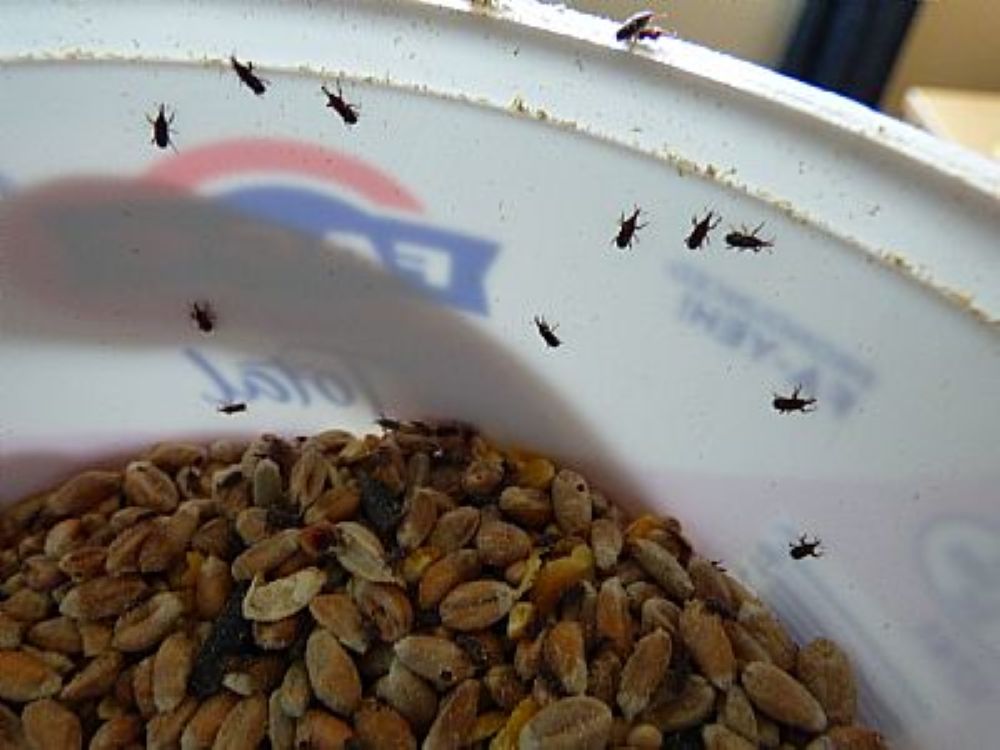 Grain Weevils – The Orkney News